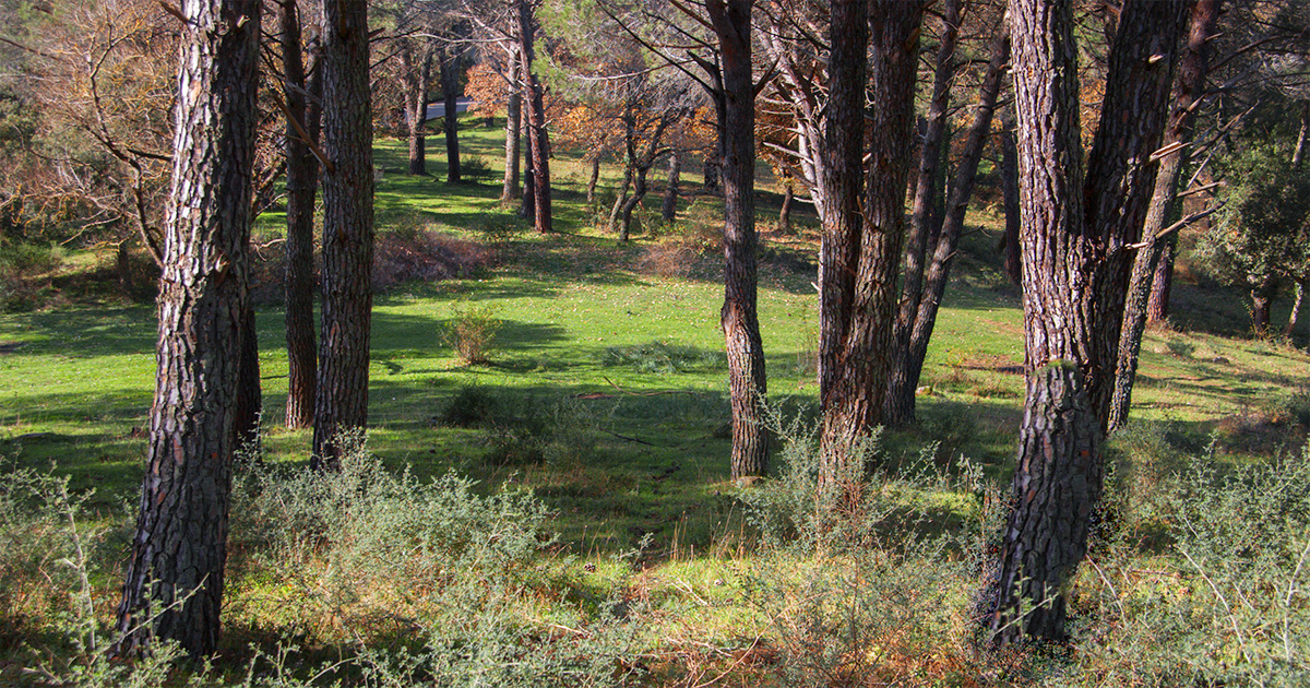 Sicile – Ficuzza: forêts, cascades et chateaux hantés