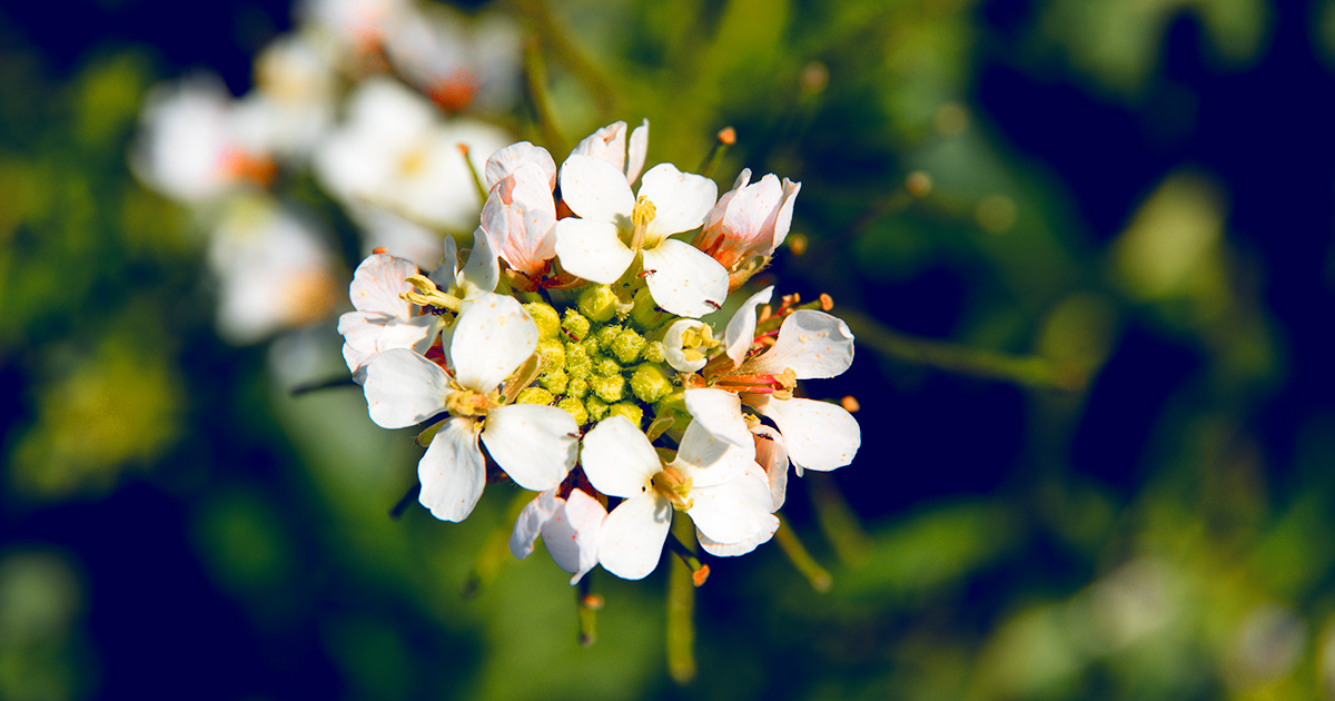Sizilien + Scopello: Thunfisch trifft Meisterdieb
